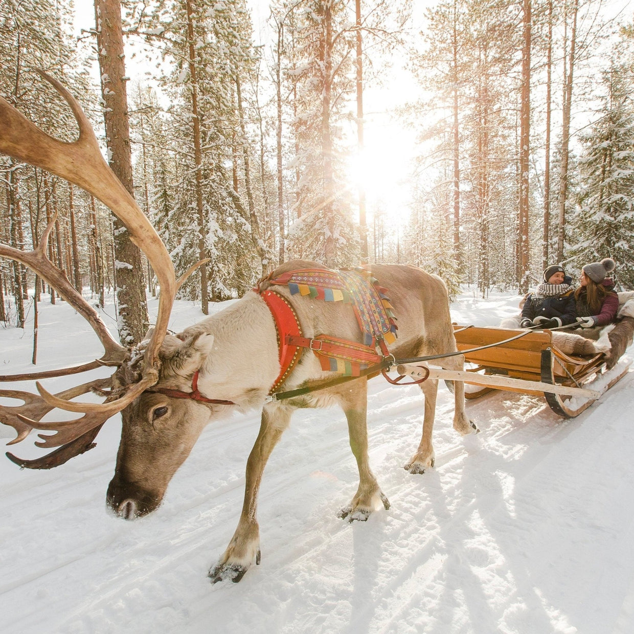 Lapland Winter Park - Reindeer sleigh ride.